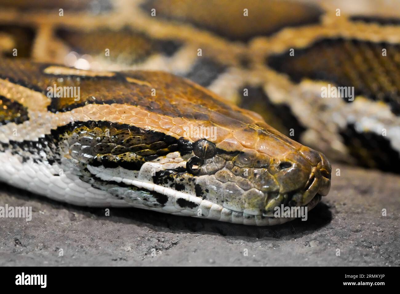 Boa snake hi-res stock photography and images - Alamy