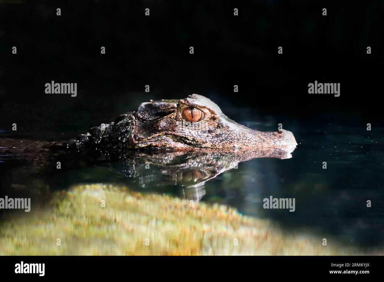 Brow smooth-fronted caiman in the water. Alligator close-up ...