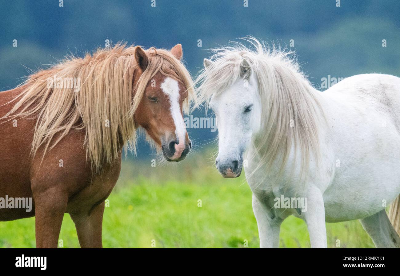 Ponies couple hi-res stock photography and images - Alamy