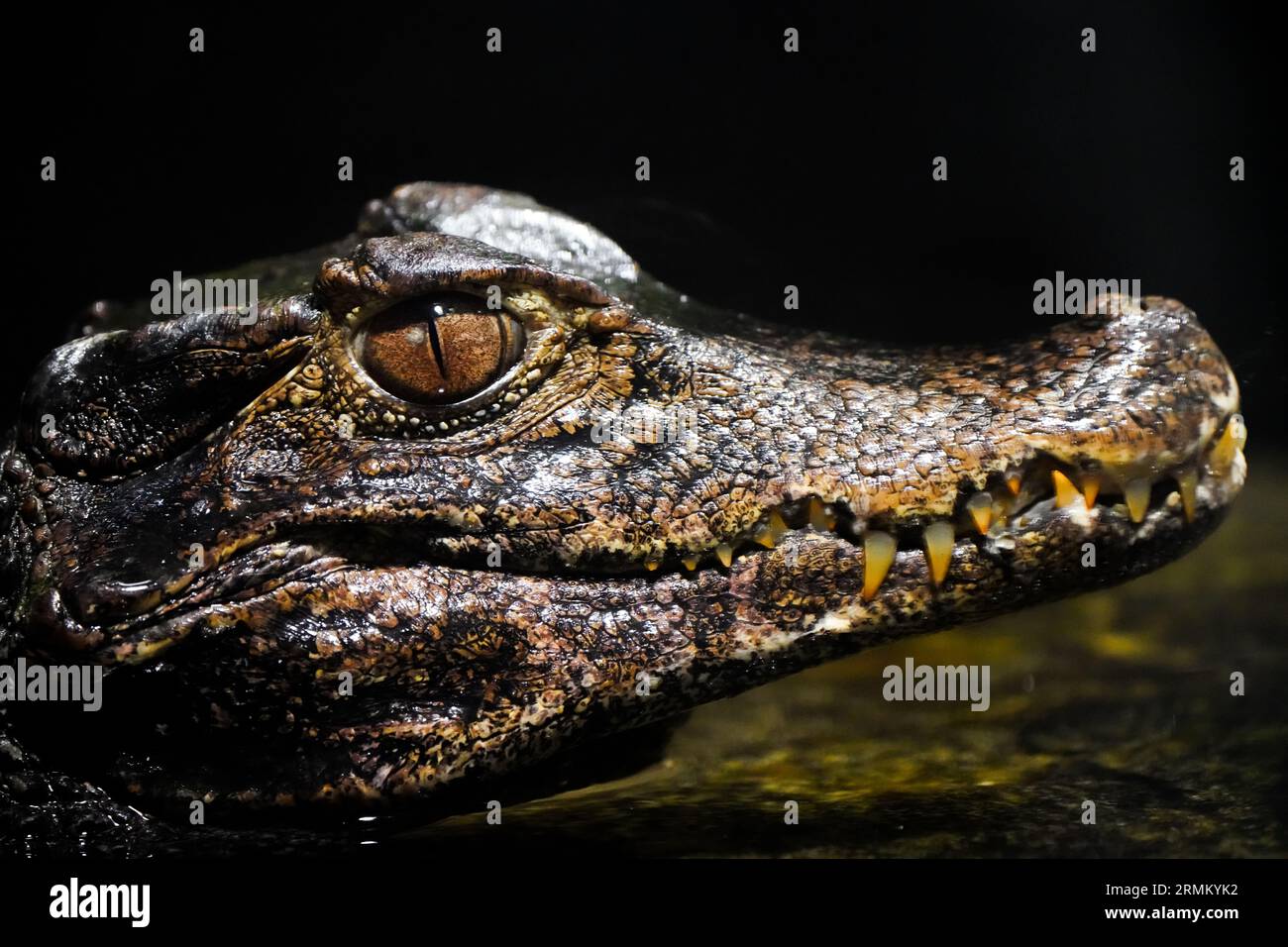 Brow smooth-fronted caiman in the water. Alligator close-up ...