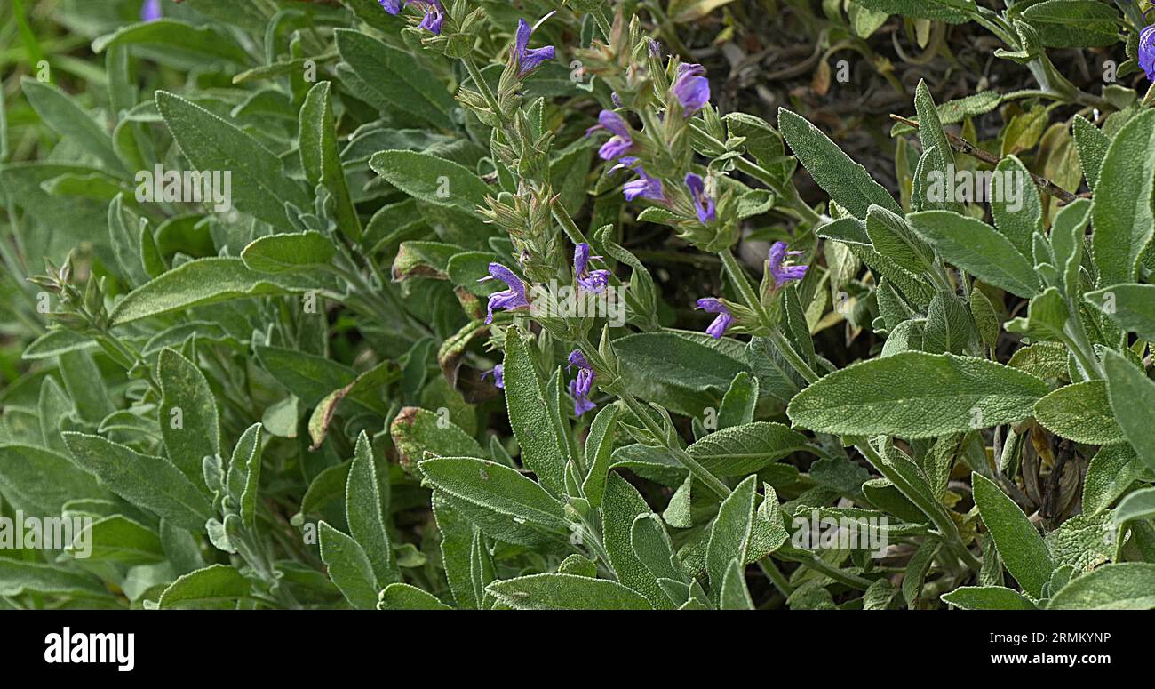 Kitchen sage, salvia officinalis Stock Photo - Alamy