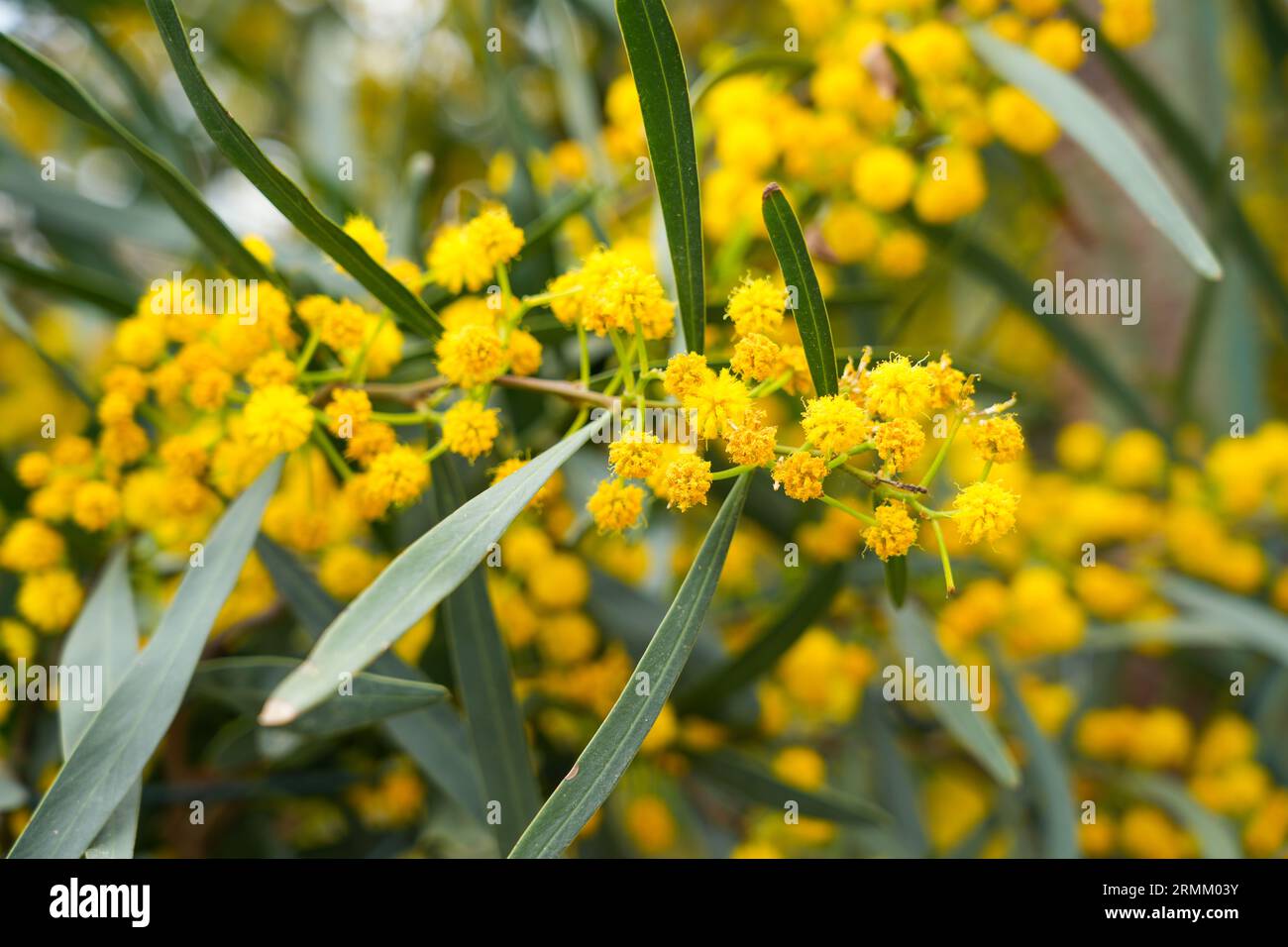 Acacia plant hi-res stock photography and images - Alamy
