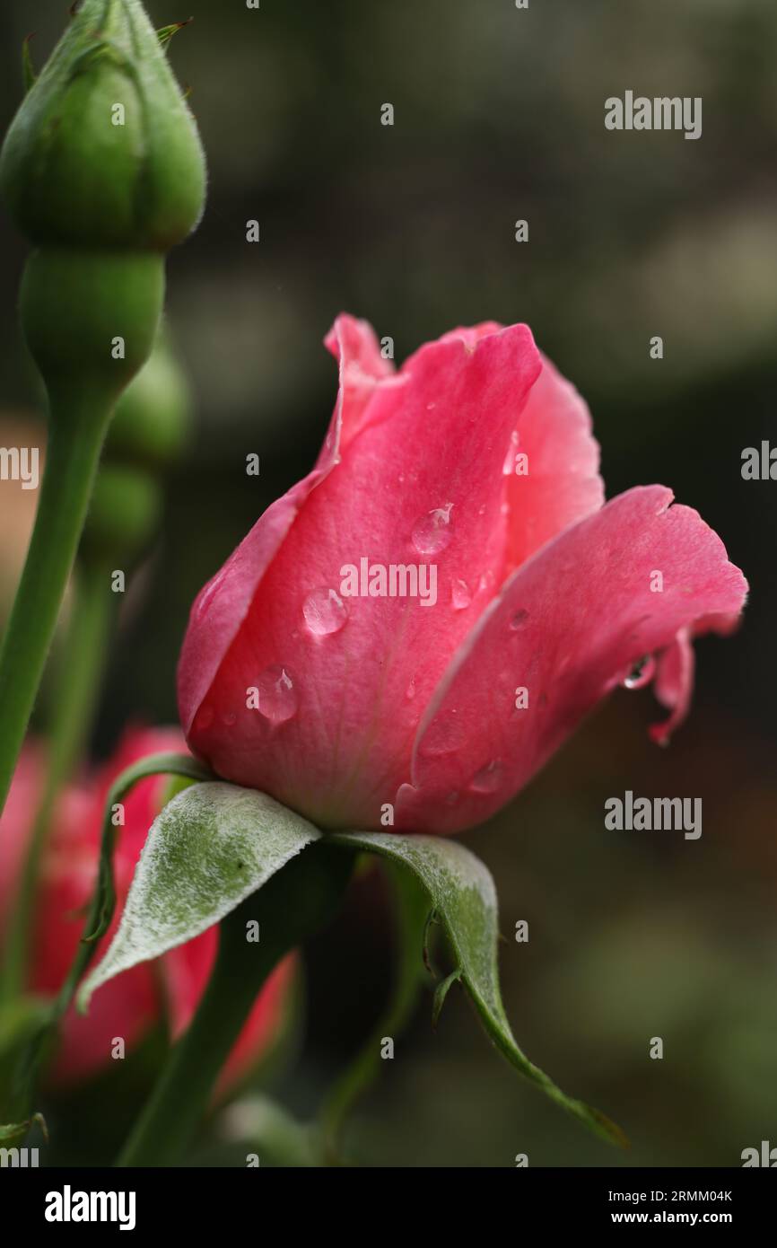 a close up of light pink roses covered in rain drops Stock Photo - Alamy
