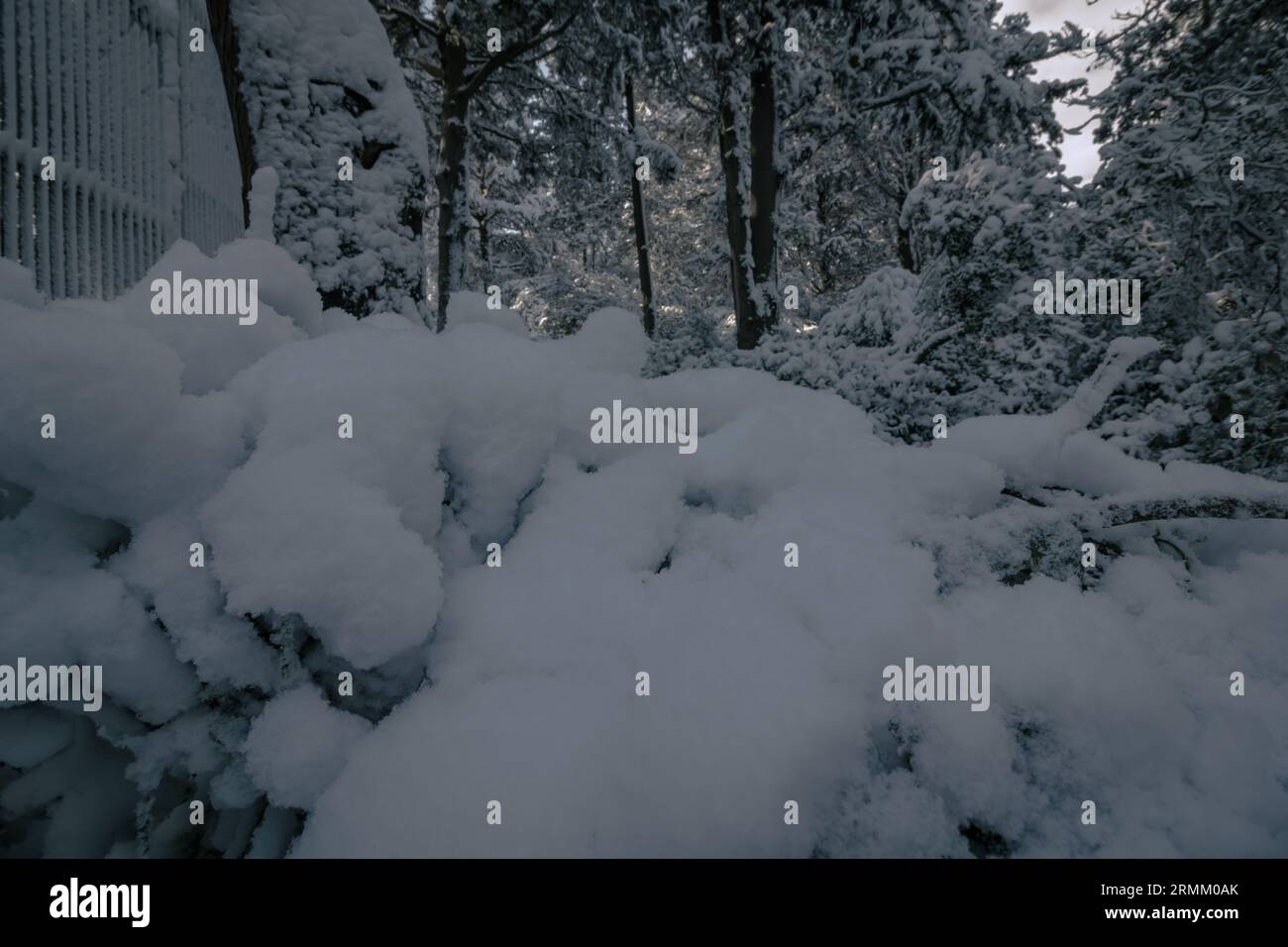 Snowy forest background photo. Snow covered trees and bushes from ...
