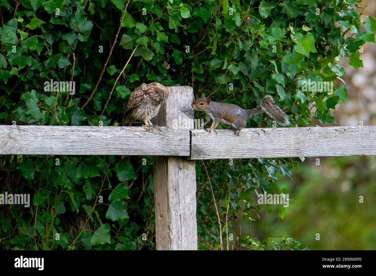 Little Owl-Athene and Grey squirrel-Sciurus carolinensis greet each ...