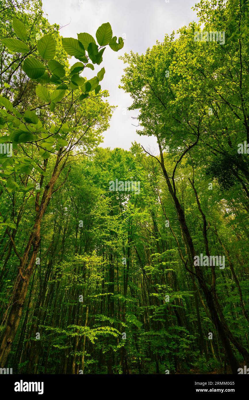 Carbon neutral concept vertical photo. Lush forest with green tall ...