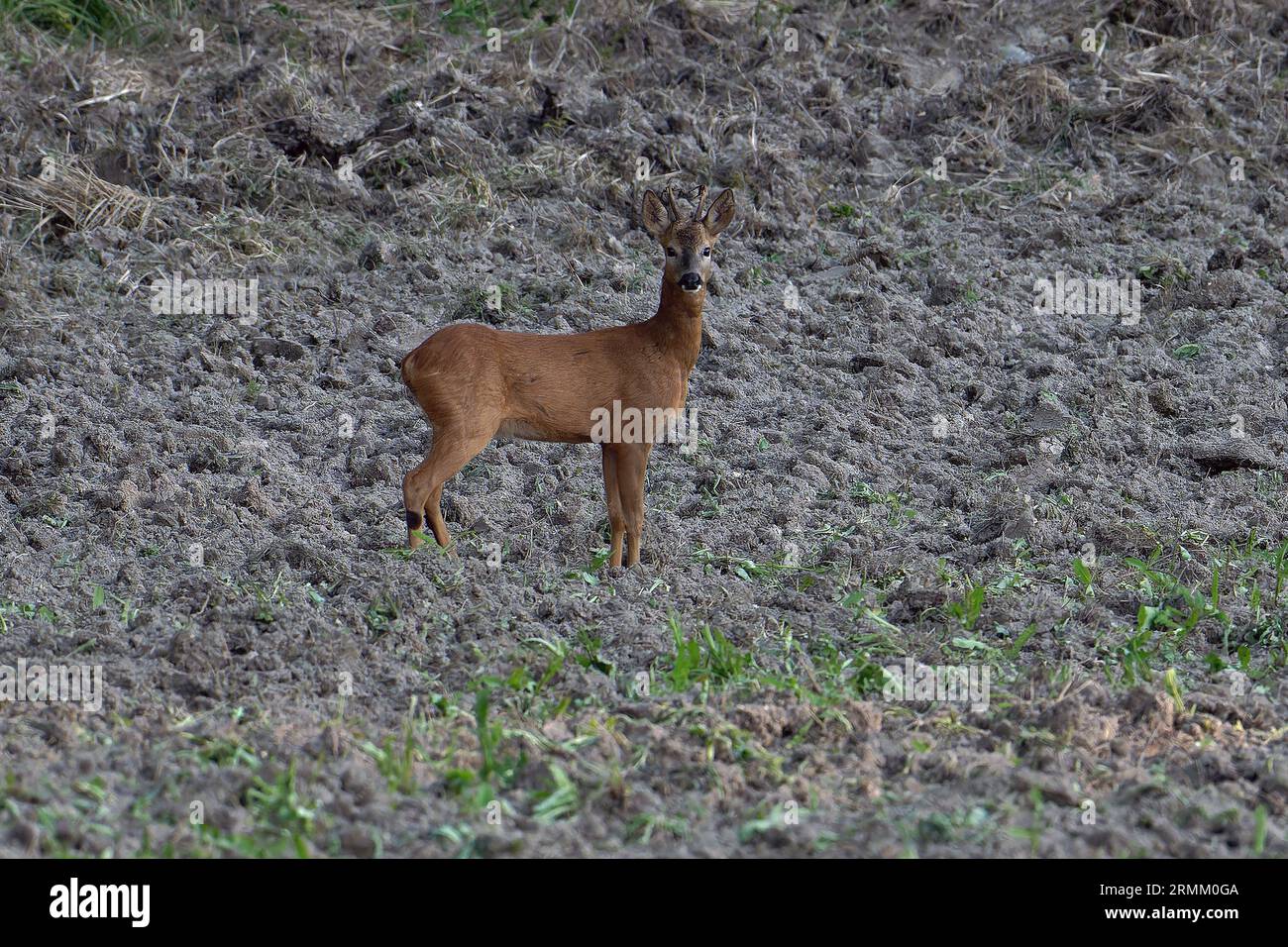 European Roe deer (buck) -Capreolus capreolus Stock Photo - Alamy