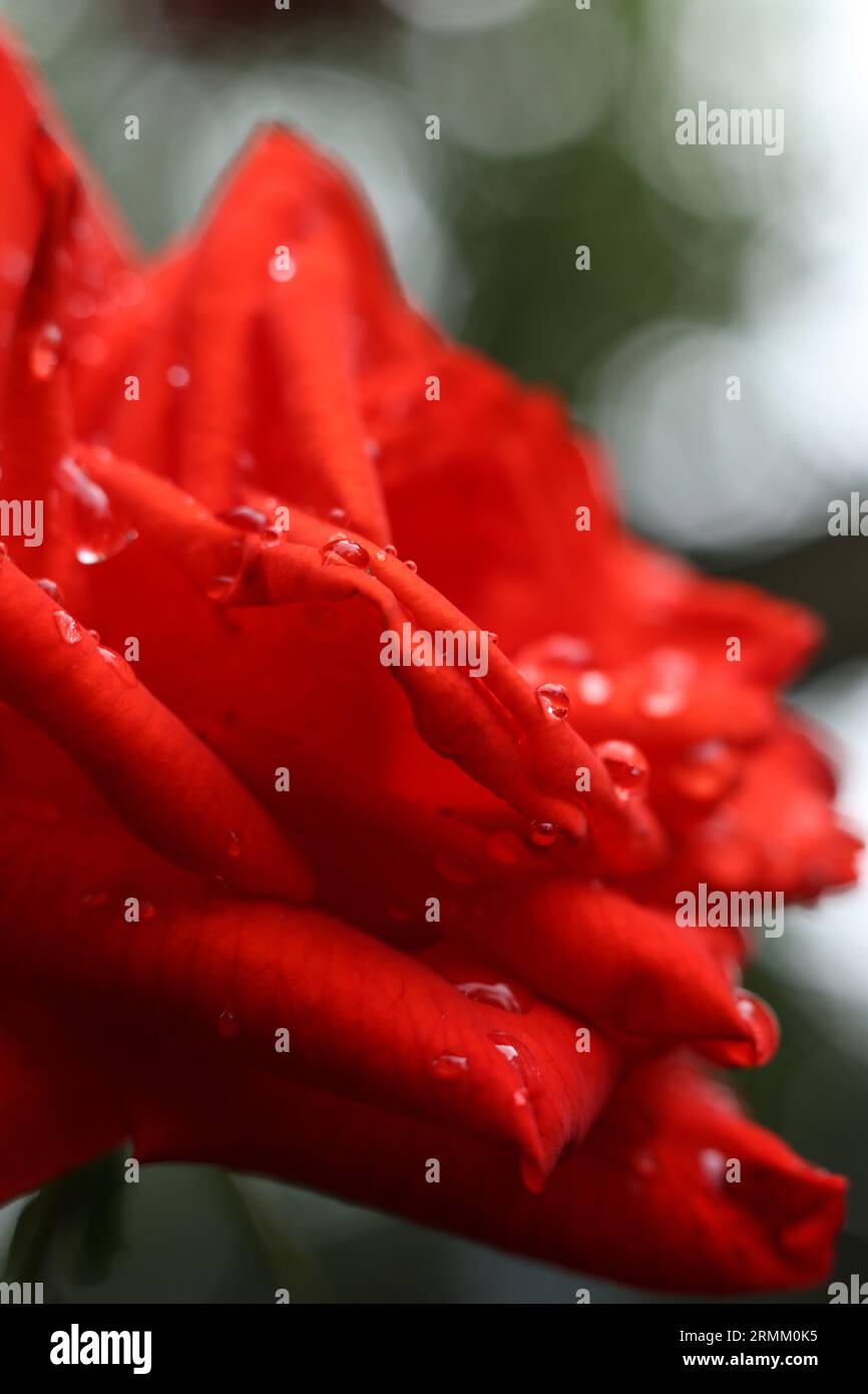 Rose and rain hi-res stock photography and images - Alamy