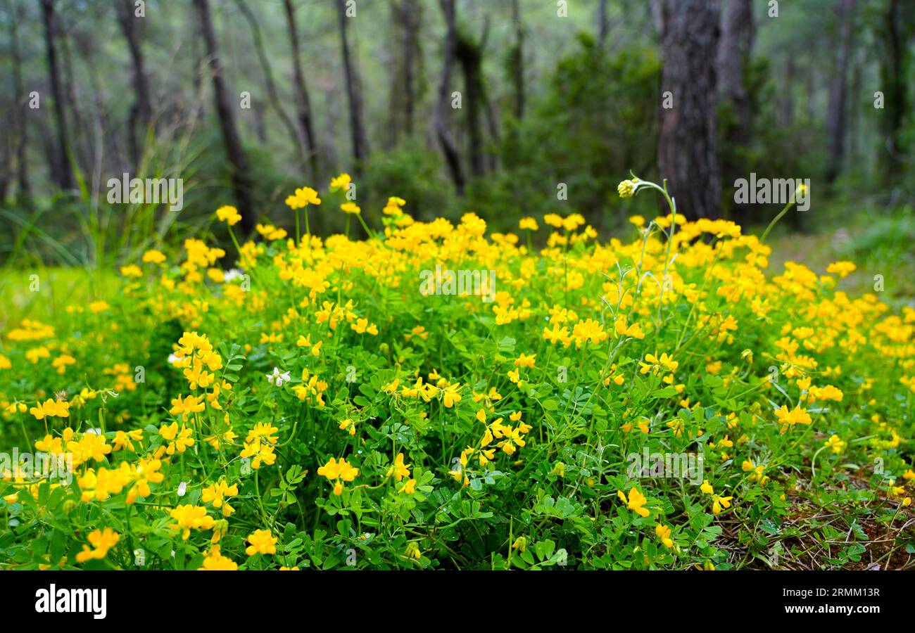 Yellow flowers of crown vetch. Flowering plant close-up. Coronilla ...
