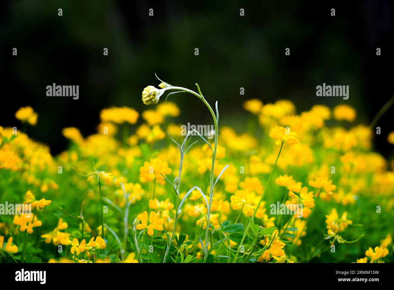 Yellow flowers of crown vetch. Flowering plant close-up. Coronilla ...