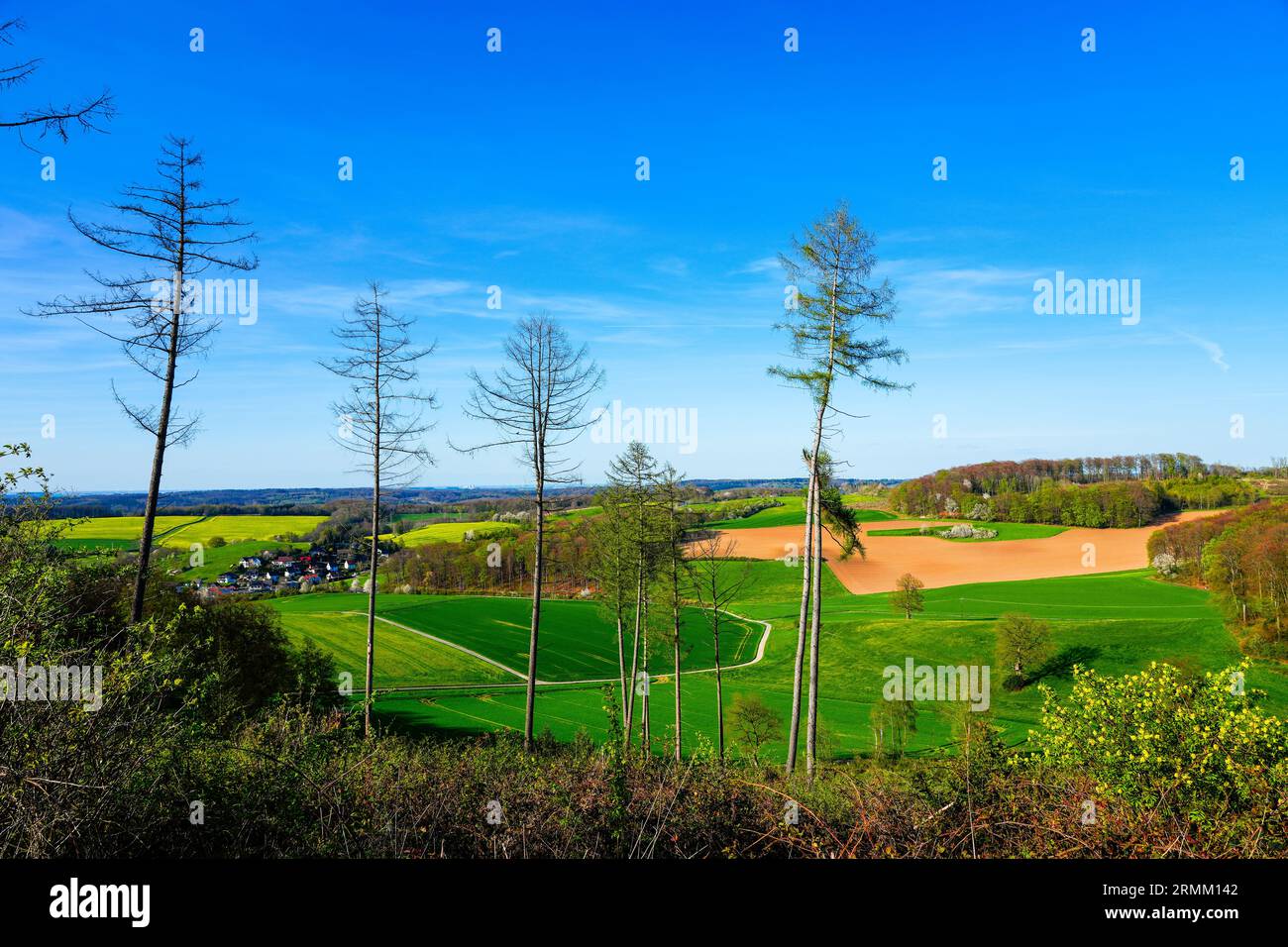 Landscape at Ebberg near Balve. Green nature with forests and meadows ...
