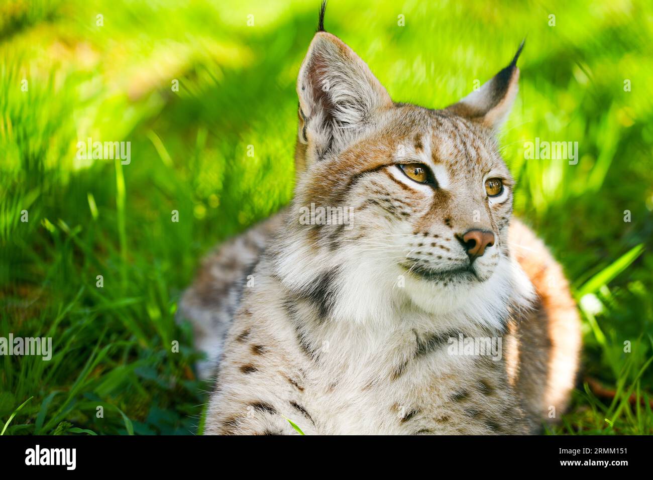Lynx animal hi-res stock photography and images - Alamy