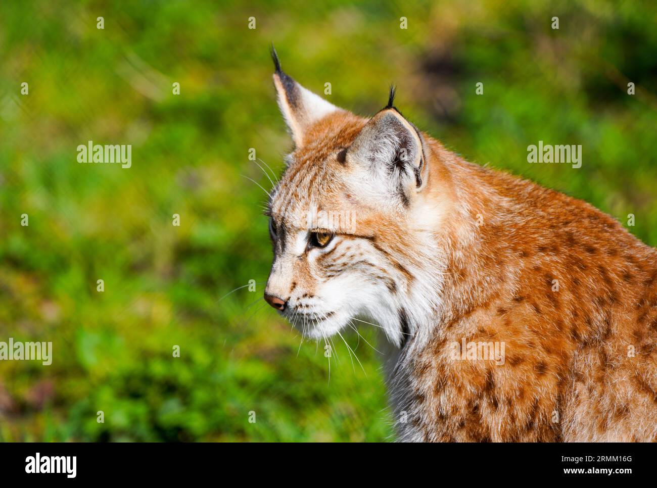 Lynx animal hi-res stock photography and images - Alamy