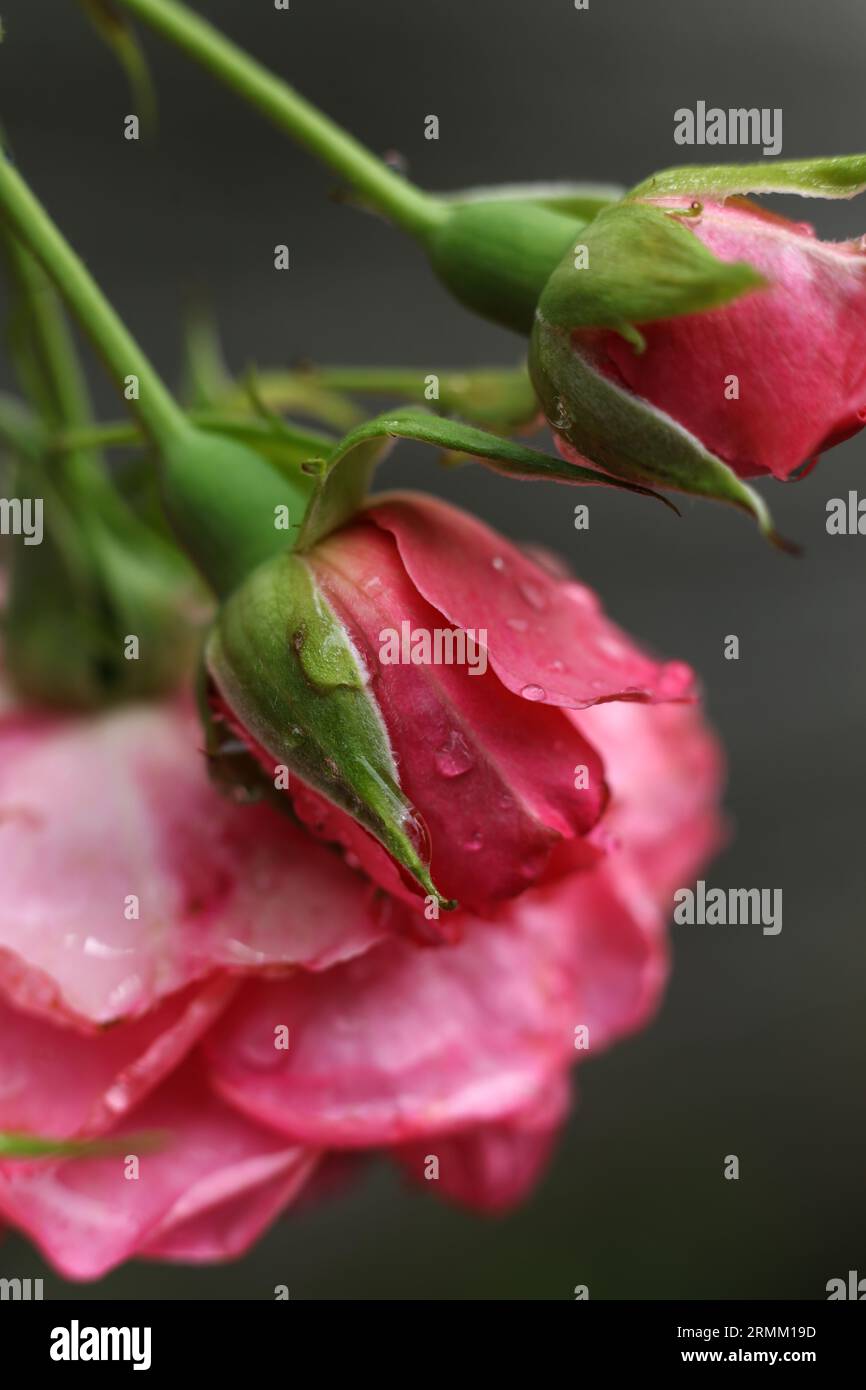 a close up of light pink roses covered in rain drops Stock Photo - Alamy