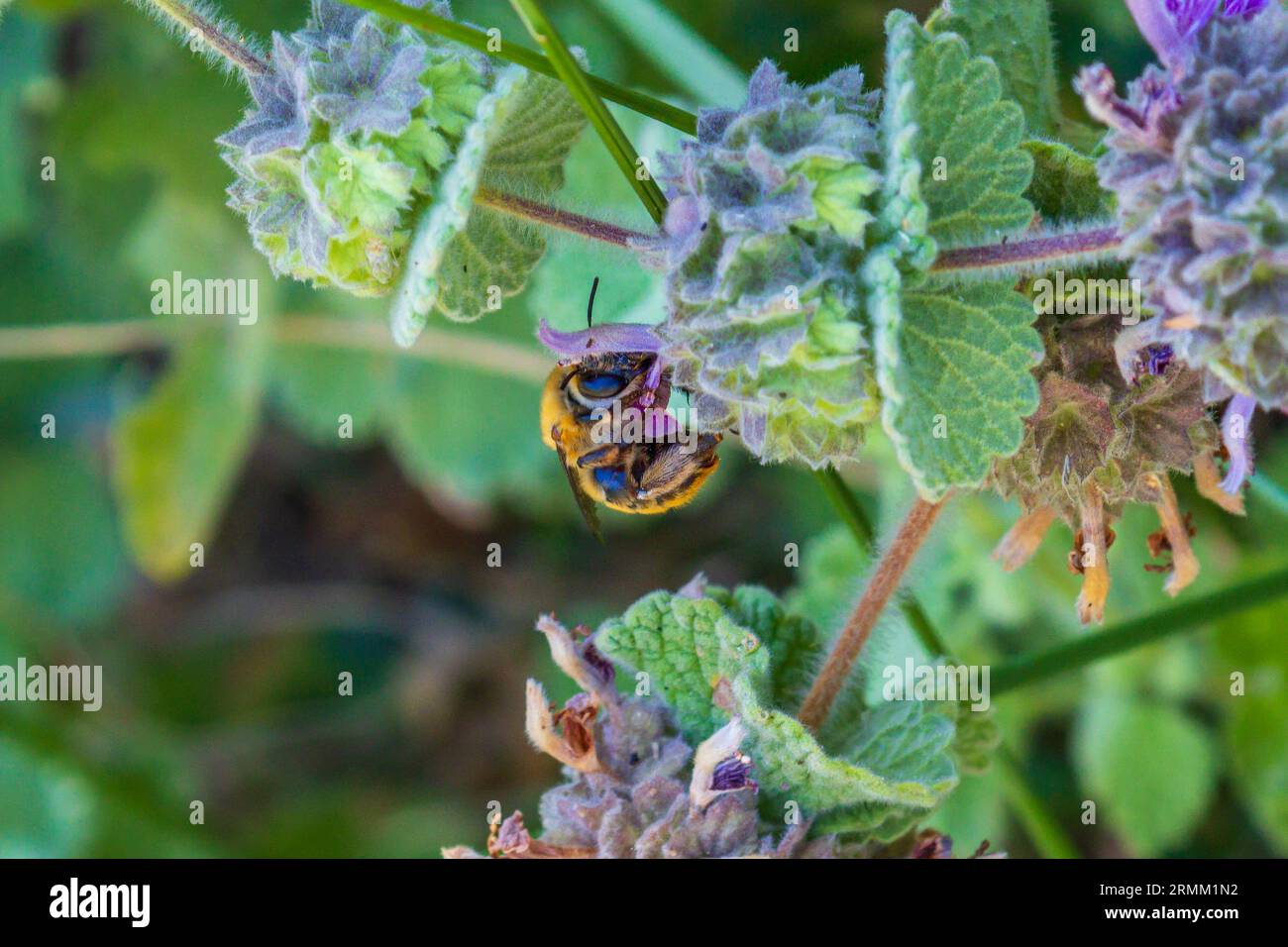 Anthophora ferruginea, Digger Bee Stock Photo - Alamy