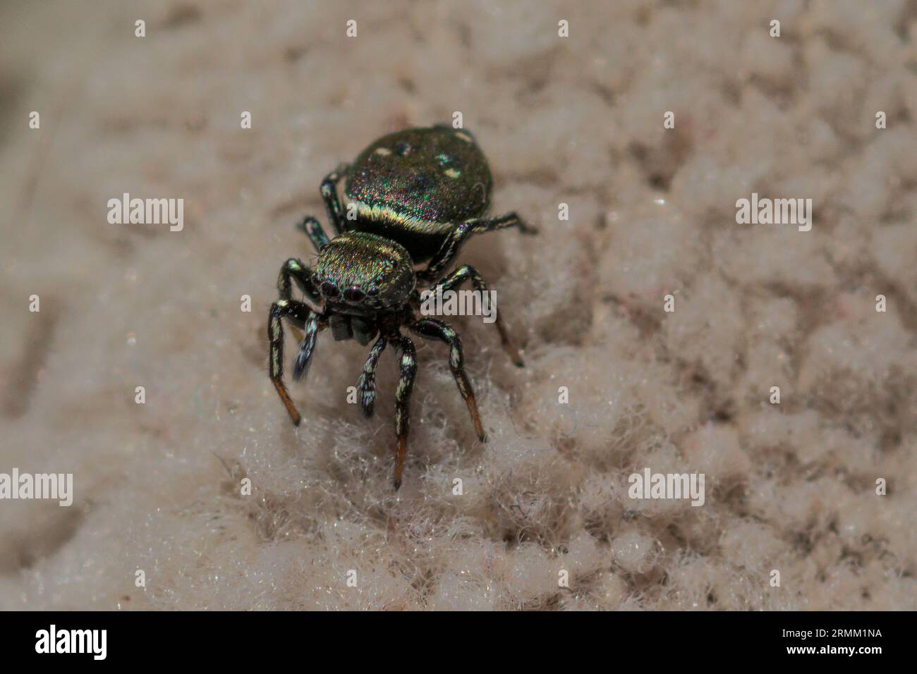 Heliophanus, Sun Jumping Spiders Stock Photo - Alamy