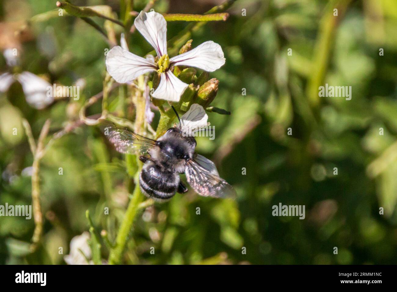 Common digger bees hi-res stock photography and images - Alamy
