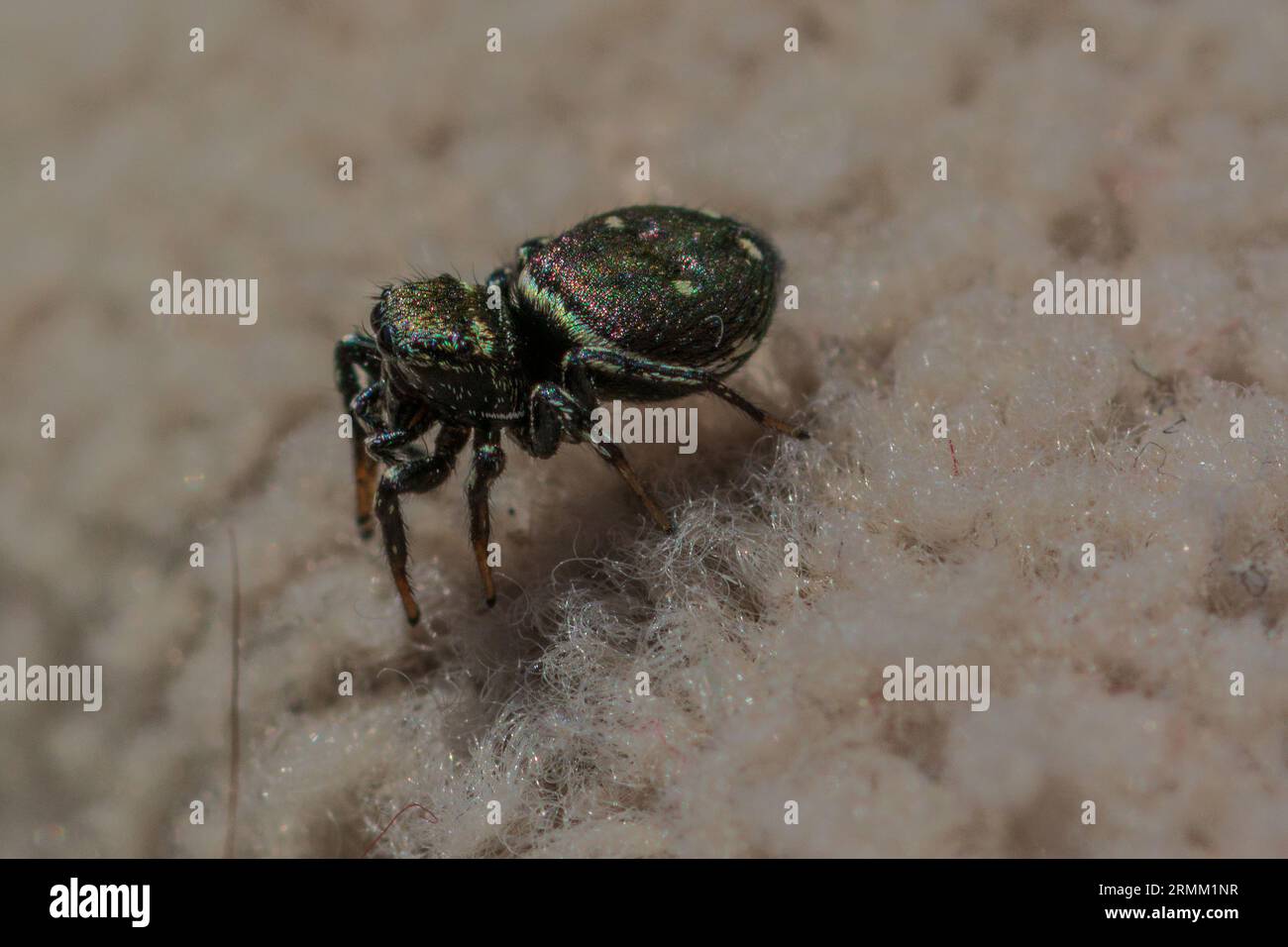 Heliophanus, Sun Jumping Spiders Stock Photo - Alamy