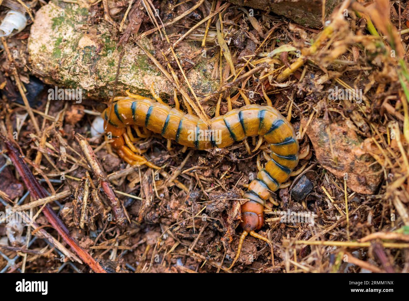 Scolopendra cingulata hi-res stock photography and images - Alamy