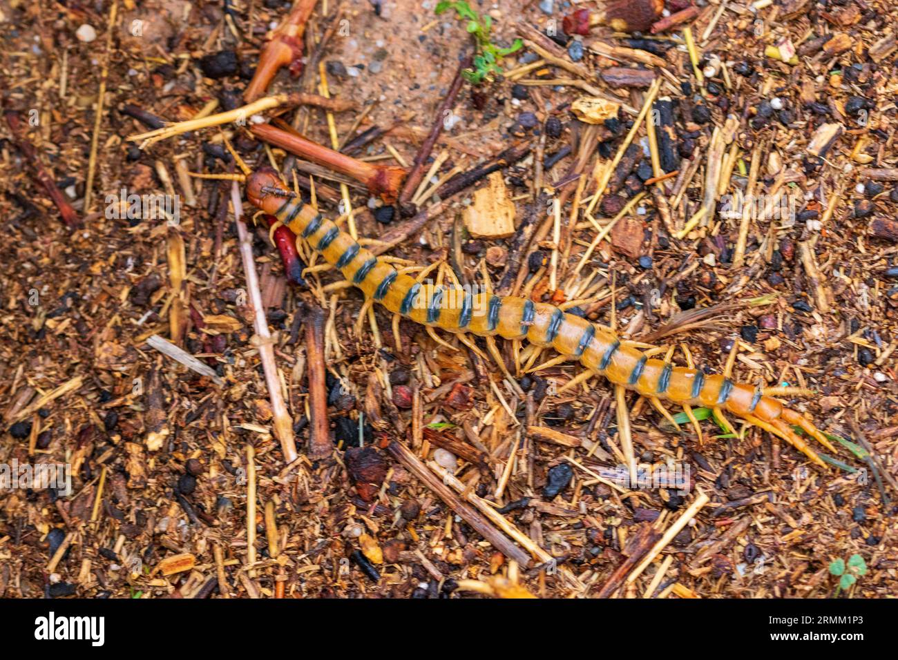 Scolopendrid centipedes hi-res stock photography and images - Alamy