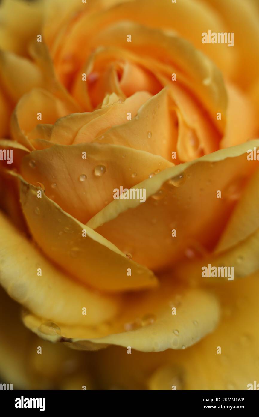 Rose flower and raindrops close up image hi-res stock photography and ...
