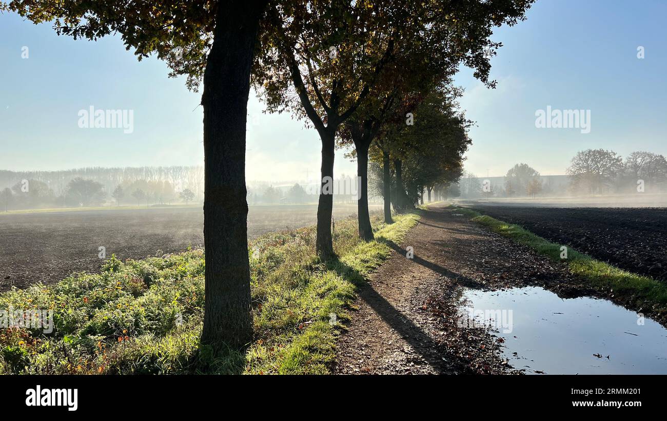 Nature desktop wallpaper autumn foggy sunny morning. High quality photo ...