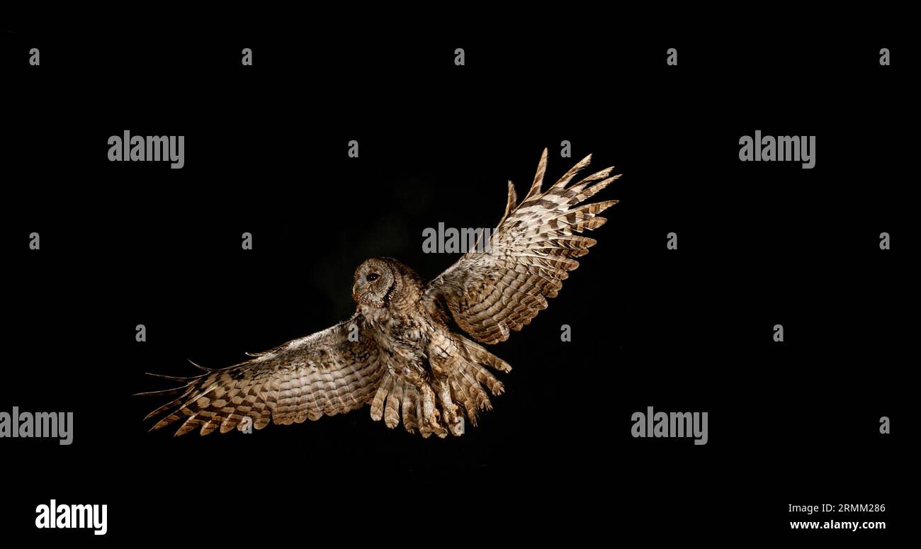 Eurasian Tawny Owl, strix aluco, Adult in Flight, Normandy Stock Photo ...