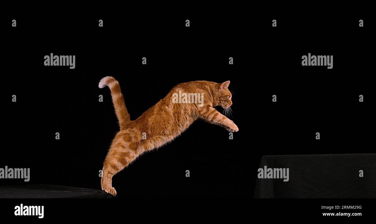 Red Tabby Domestic Cat, Adult Leaping against Black Background Stock ...