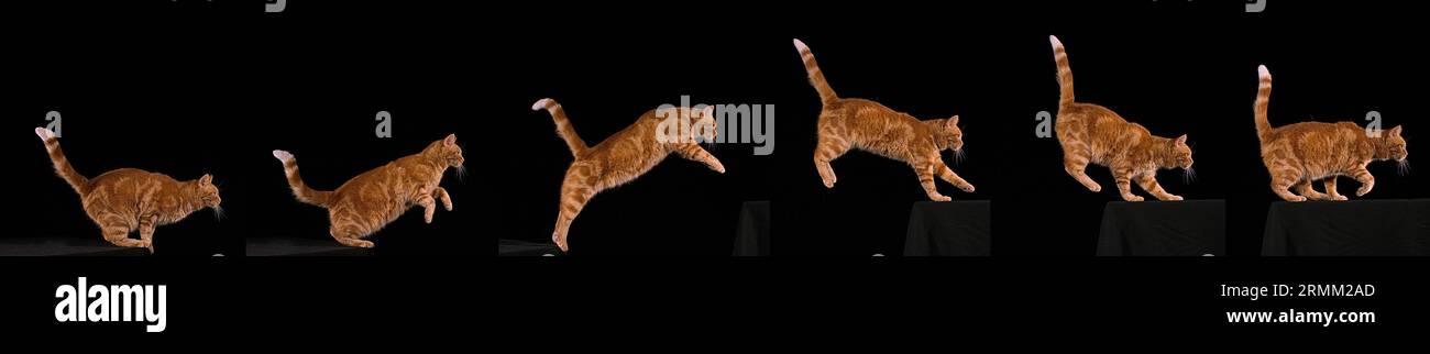 Cat leaping sequence hi-res stock photography and images - Alamy