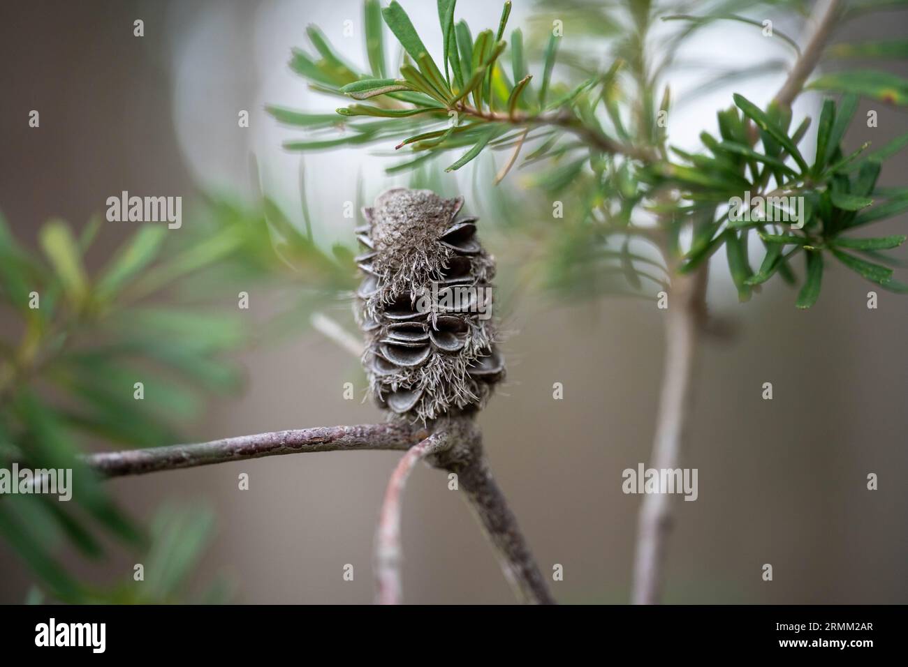 Australian native flower banksia spinulosa hi-res stock photography and ...