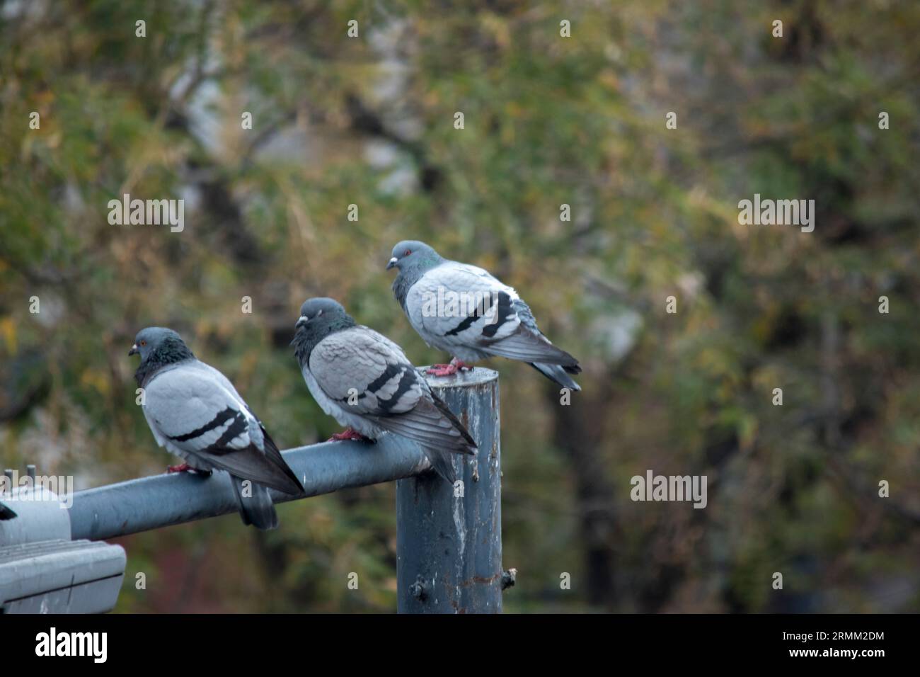 Three pigeons light background hi-res stock photography and images - Alamy