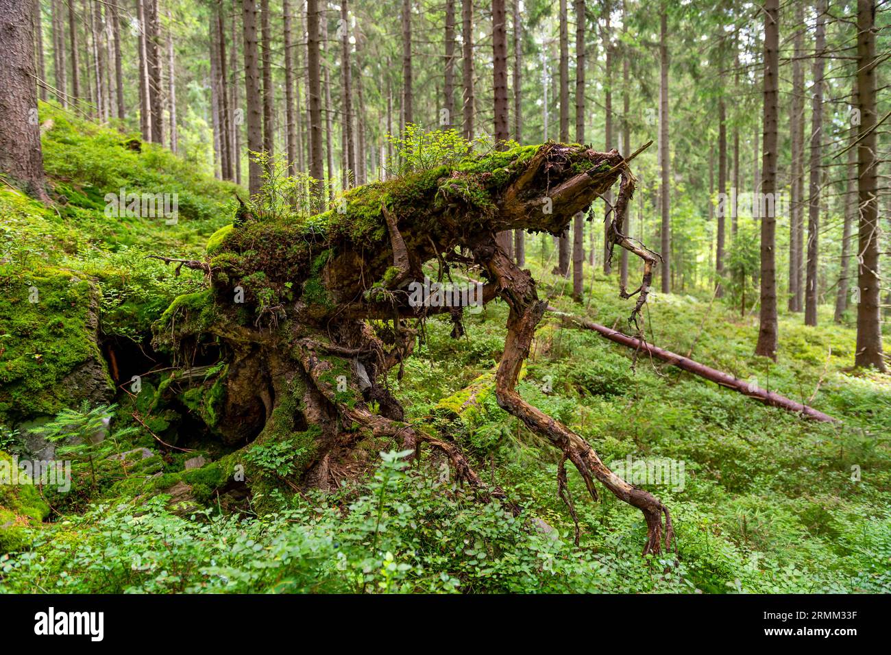 Desert landscape tree stumps hi-res stock photography and images - Alamy