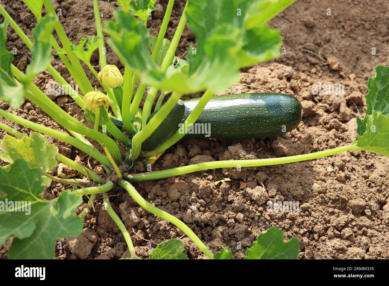 Zucchini plant. Zucchini flower. Green vegetable marrow growing on bush ...