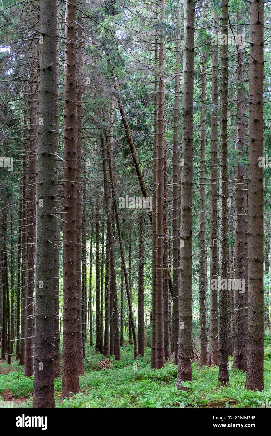 In the desert spruce forest hi-res stock photography and images - Alamy