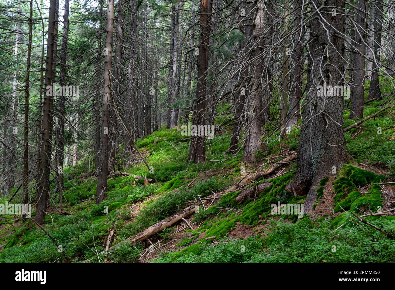 Spruce tree stumps hi-res stock photography and images - Alamy