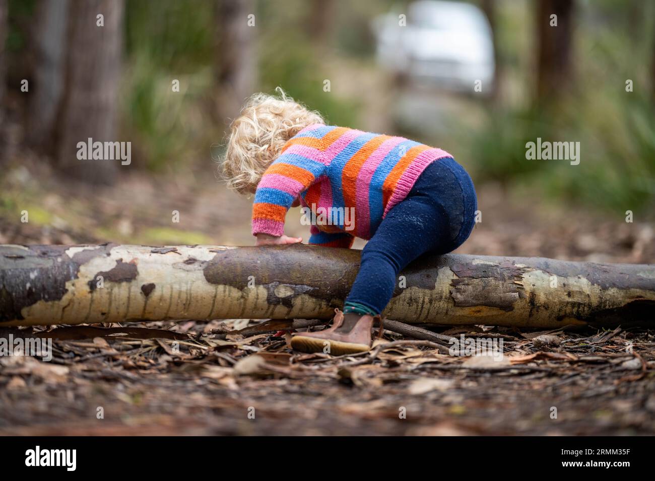 baby climbing a tree. toddler exploring in the forest in the trees in ...