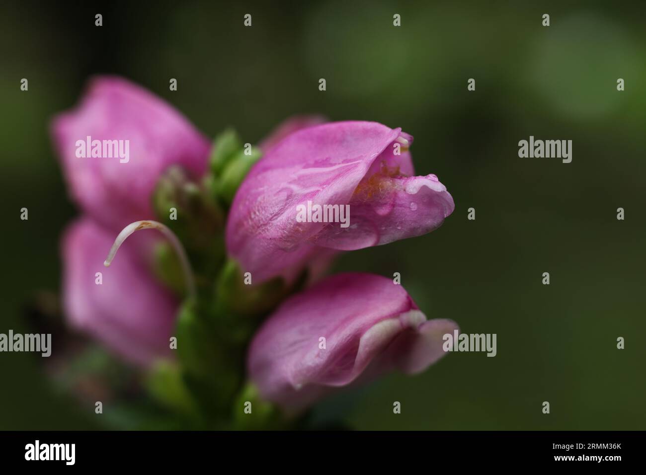 selective focus Chelone obliqua, the red turtlehead, rose turtlehead or ...