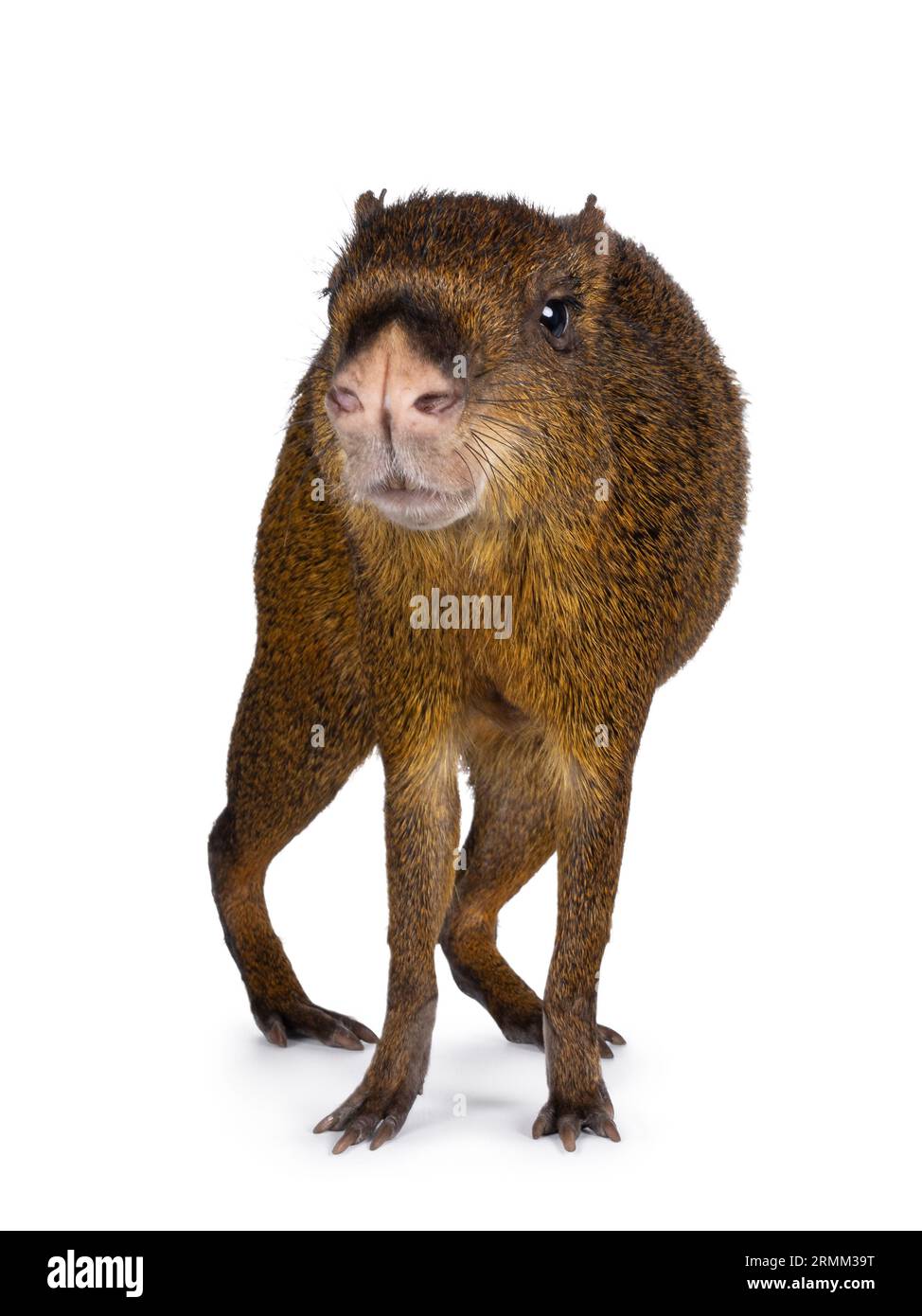 Agouti aka Dasyprocta standing facing front. Looking towards camera ...