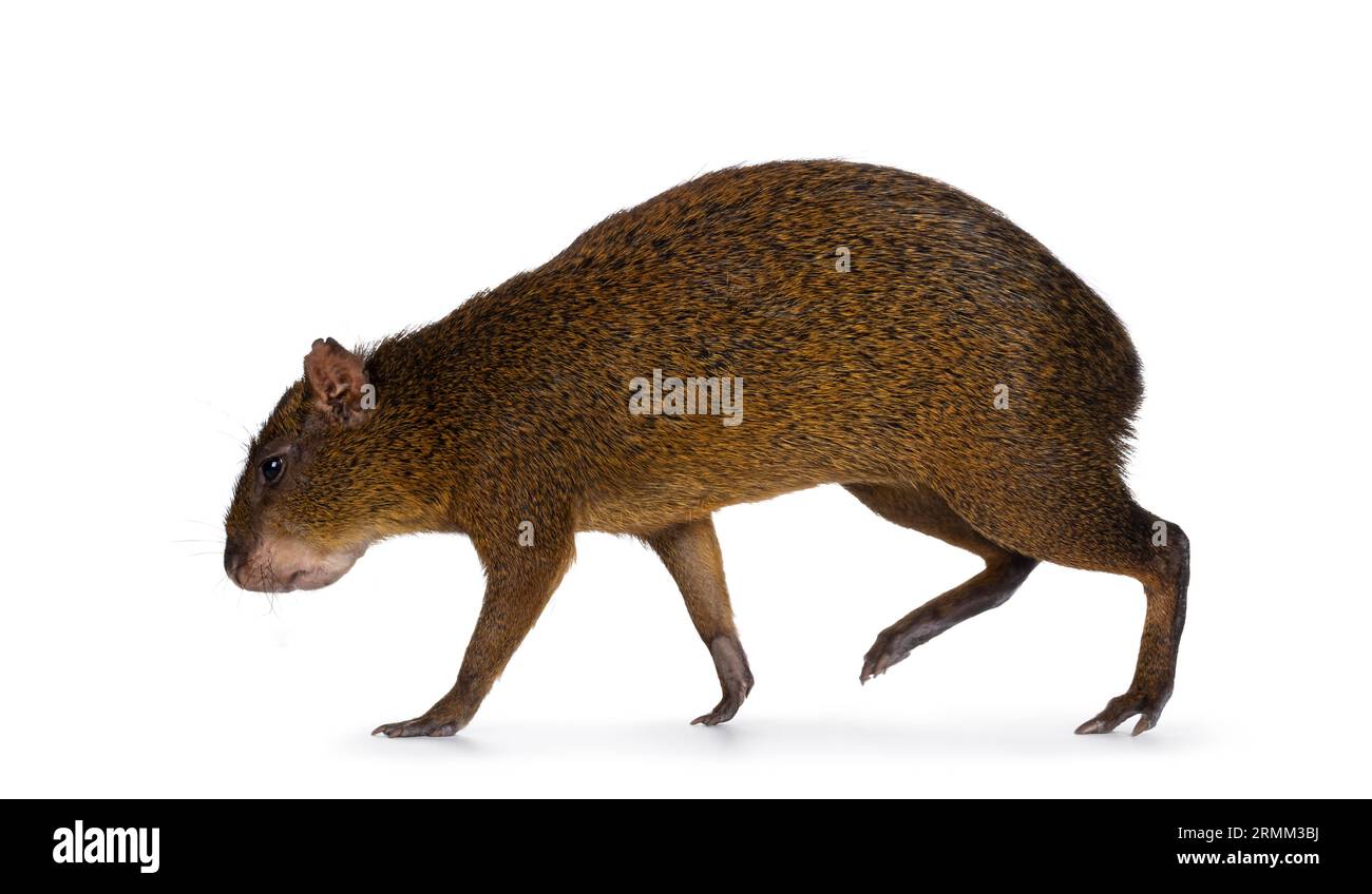 Agouti aka Dasyprocta walking side ways. Looking ahead and away from ...