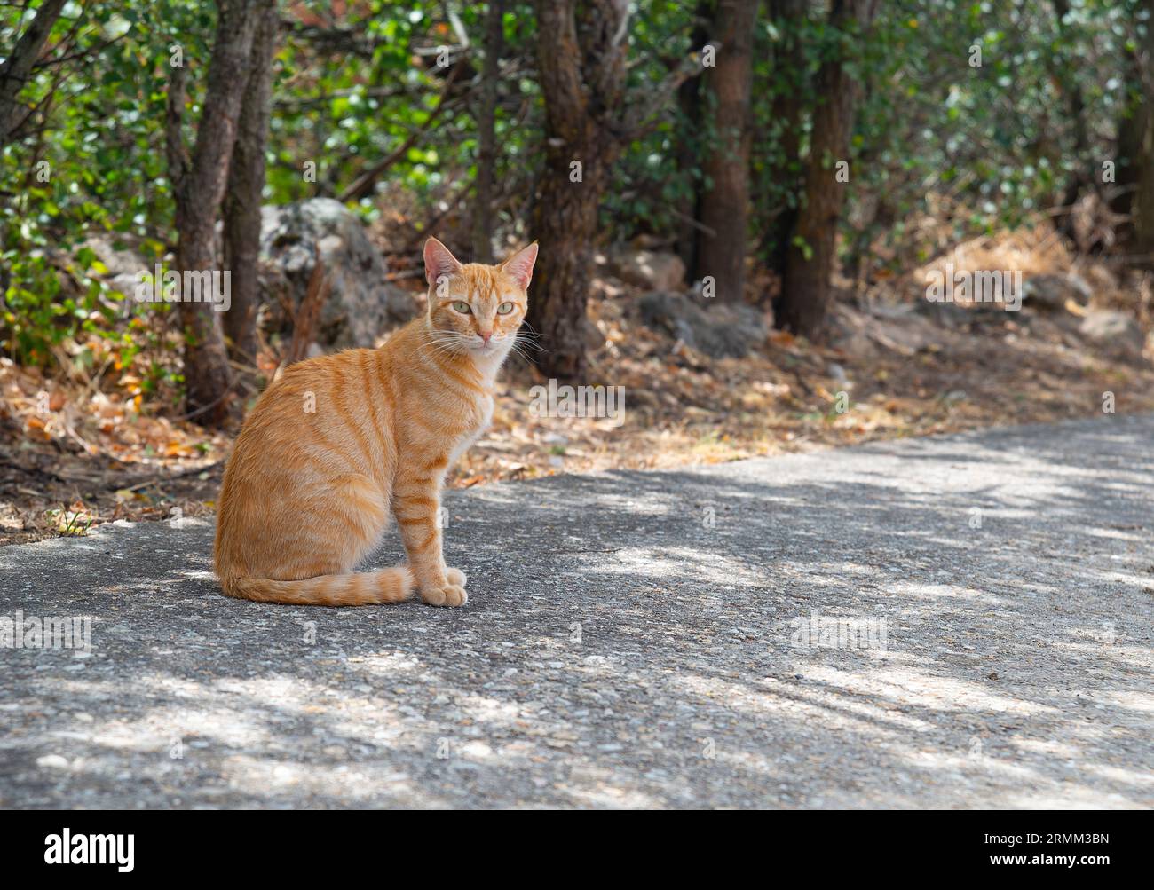 Gato tabby sentado hi-res stock photography and images - Alamy