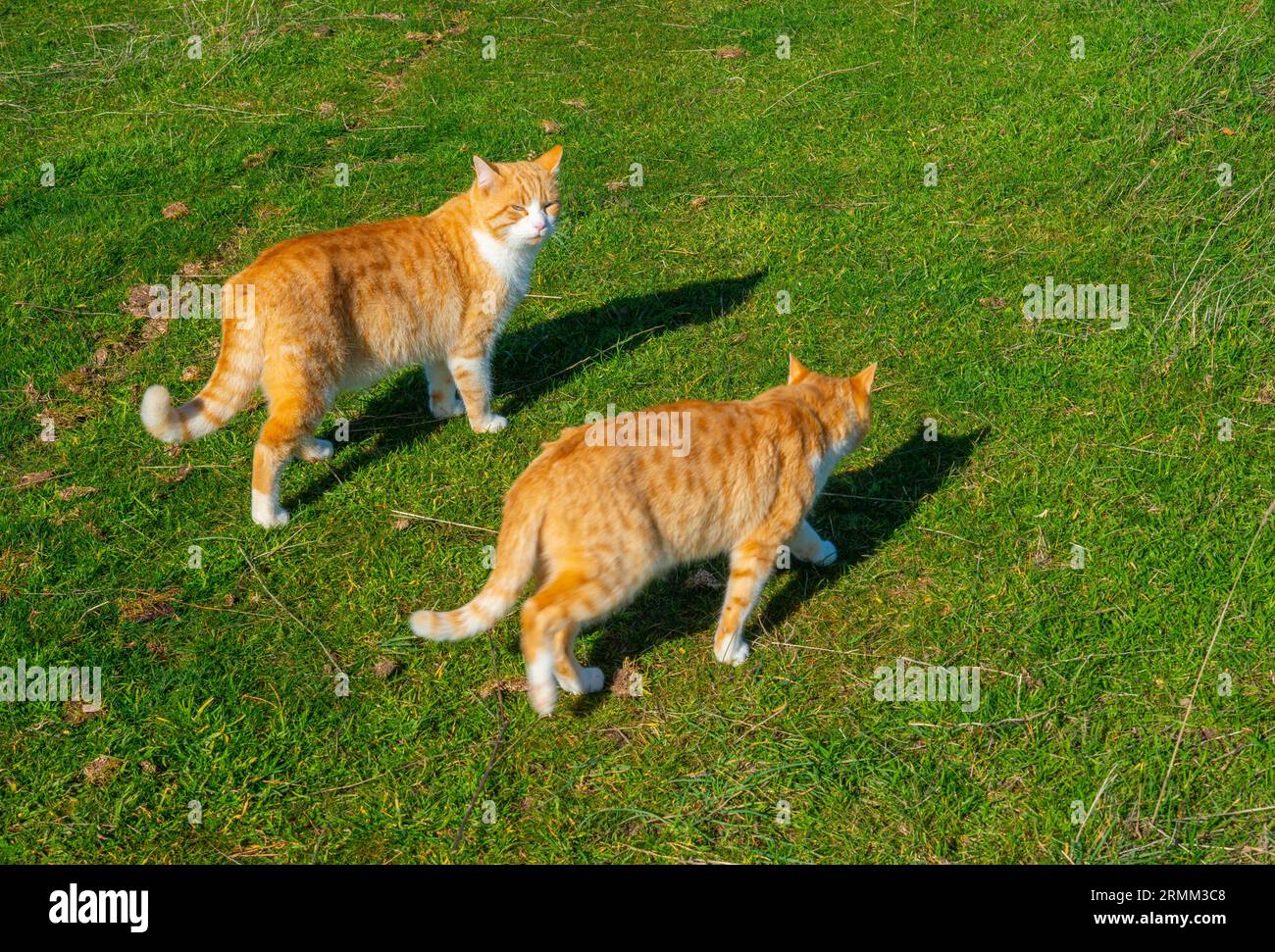 Two tabby and white cats Stock Photo - Alamy