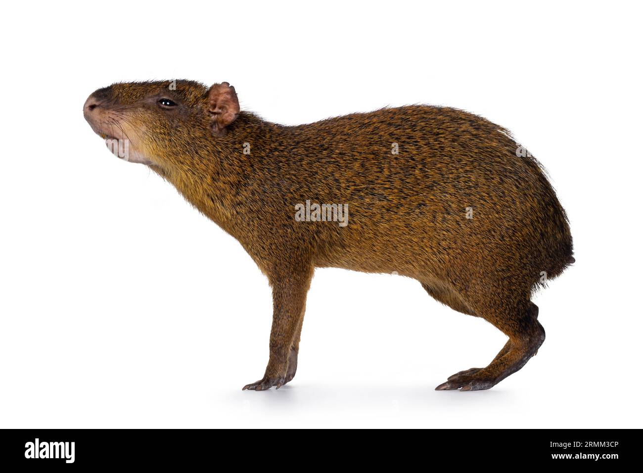 Agouti aka Dasyprocta standing side ways. Looking ahead and away from ...
