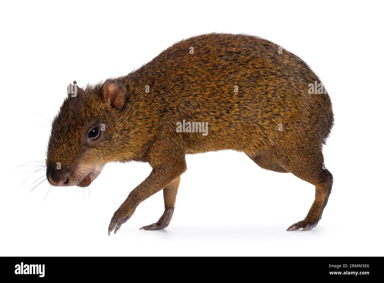 Agouti aka Dasyprocta walking side ways with nut in mouth. Looking ...