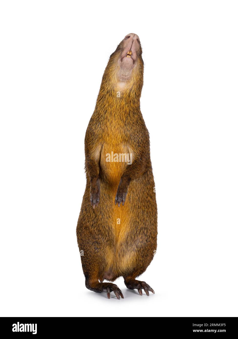 Agouti aka Dasyprocta standing on hind paws like meerkat showing belly ...