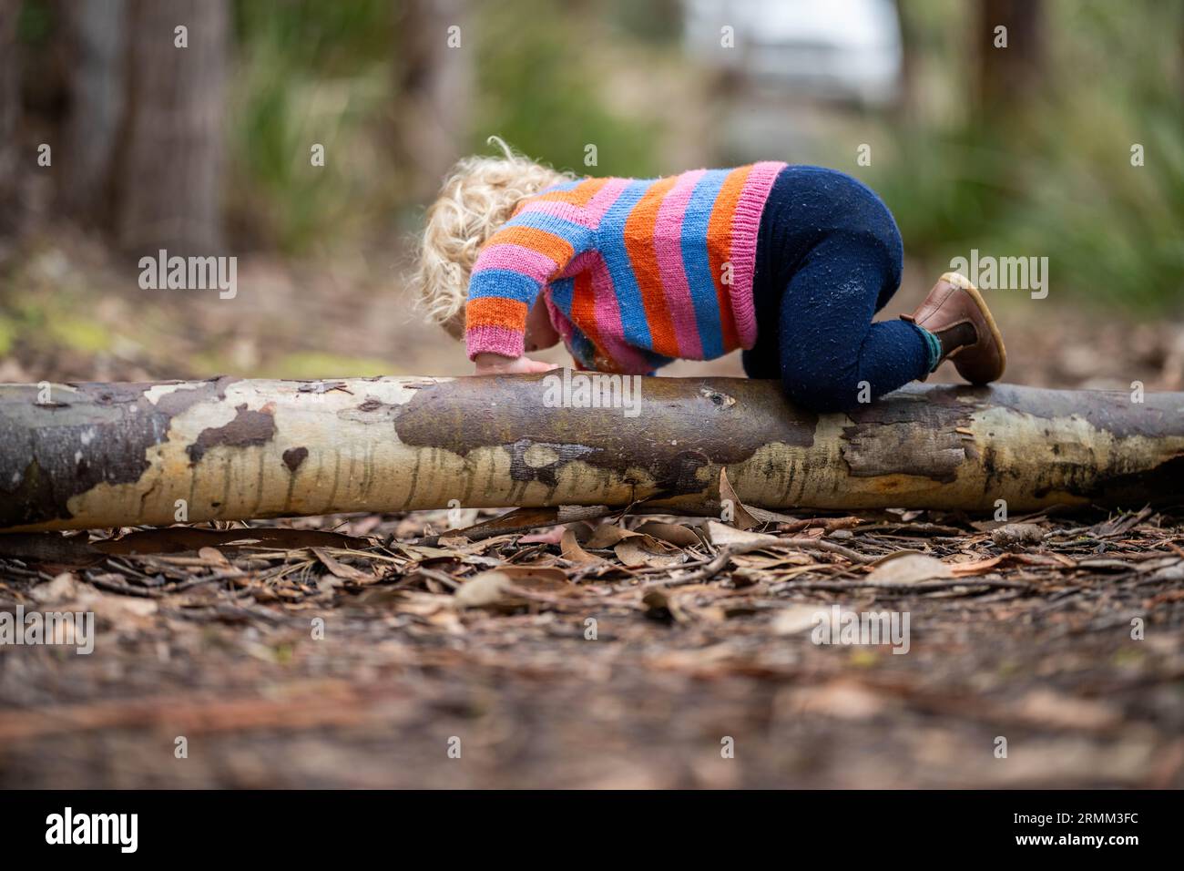 baby climbing a tree. toddler exploring in the forest in the trees in ...
