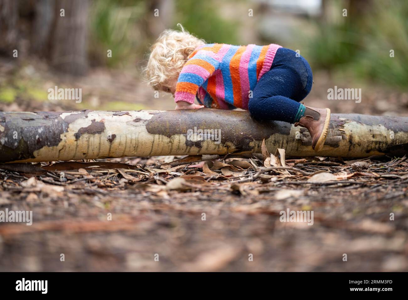 Children forest log learning hi-res stock photography and images - Alamy