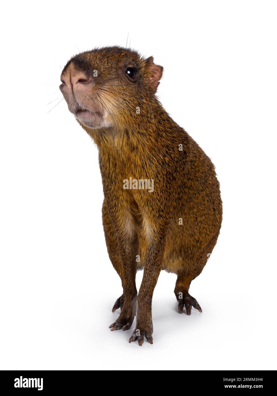Agouti aka Dasyprocta standing facing front. Looking towards camera ...
