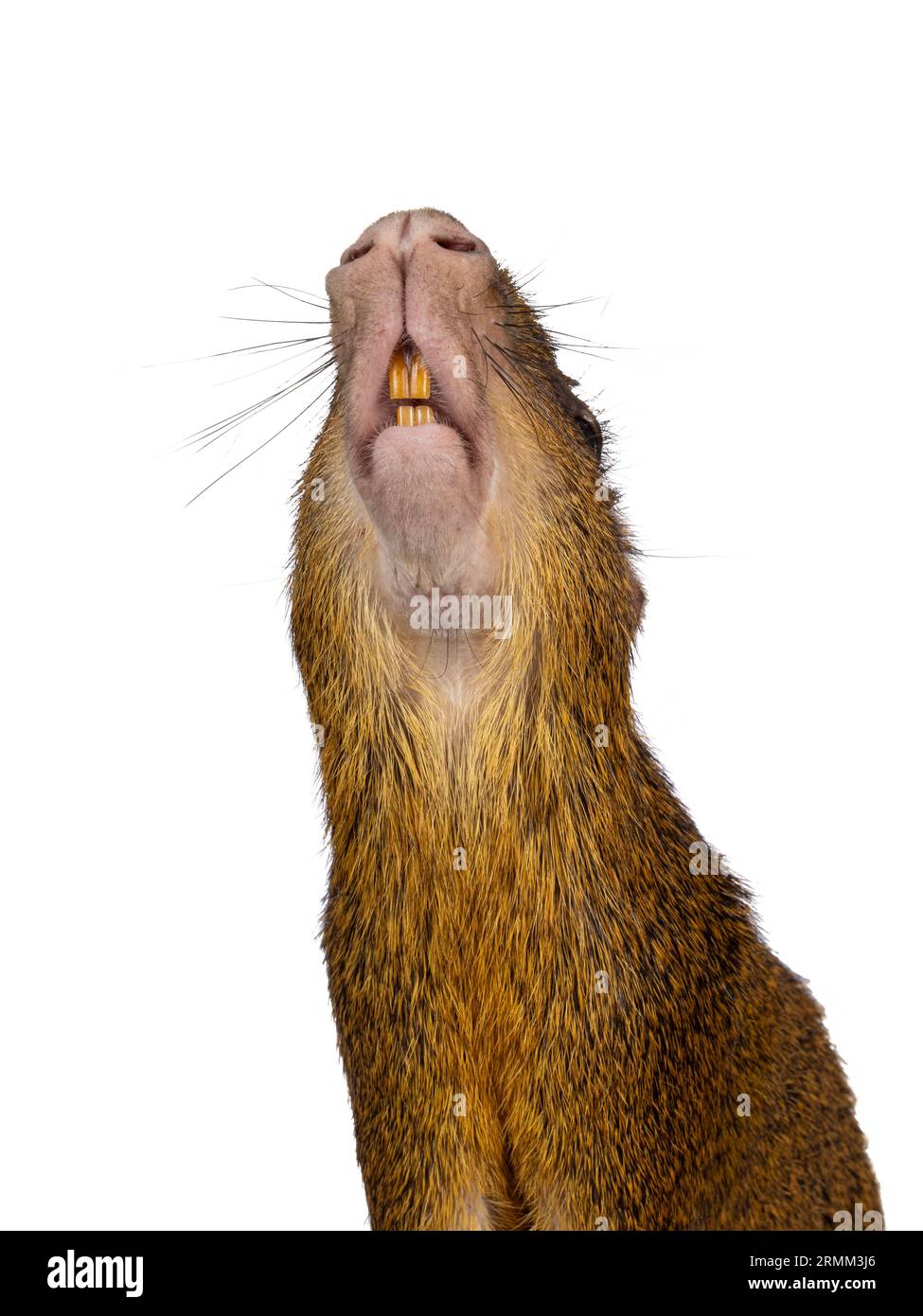 Close up from teeth of Agouti aka Dasyprocta standing facing front ...