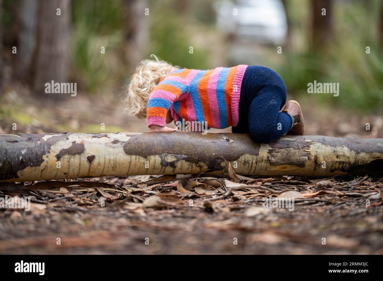 baby climbing a tree. toddler exploring in the forest in the trees in ...