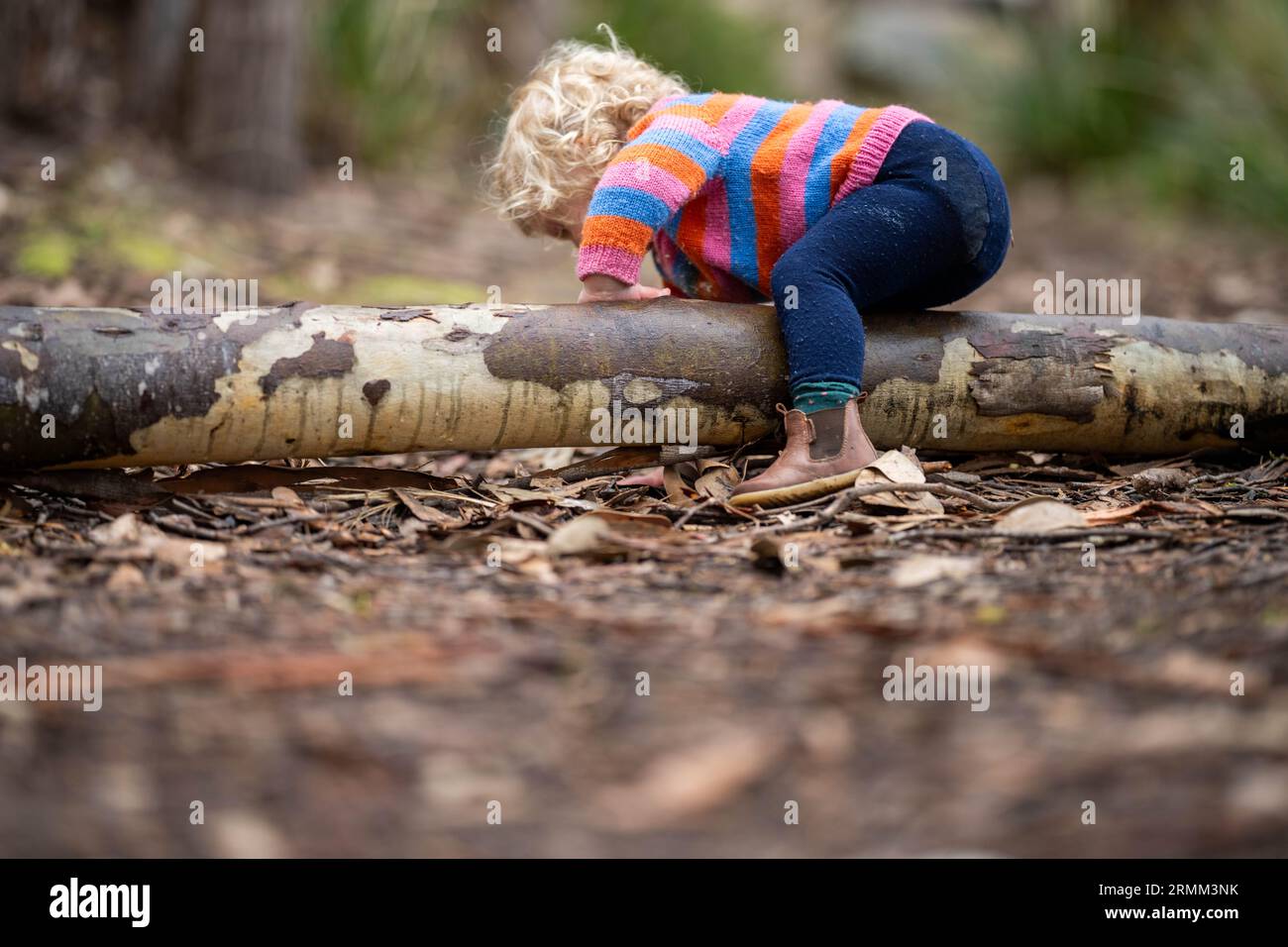 baby climbing a tree. toddler exploring in the forest in the trees in ...